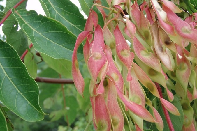 Ailanthus altissima – Albero del Paradiso | un albero al giorno