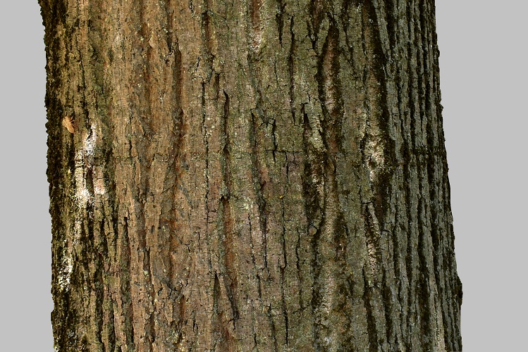 Ricerca per corteccia | un albero al giorno
