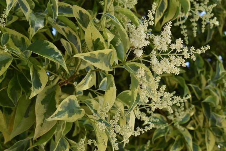 Ligustrum lucidum – Ligustro lucido | un albero al giorno