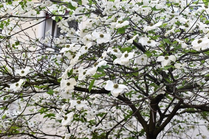 Cornus florida – Corniolo da fiore | un albero al giorno