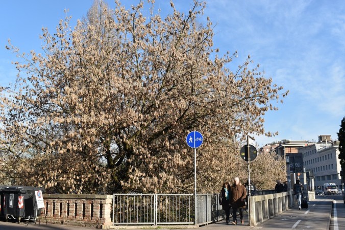 Come distinguere gli Aceri – non solo foglie a cinque lobi | un albero ...