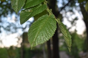 Ulmus minor – Olmo campestre | un albero al giorno