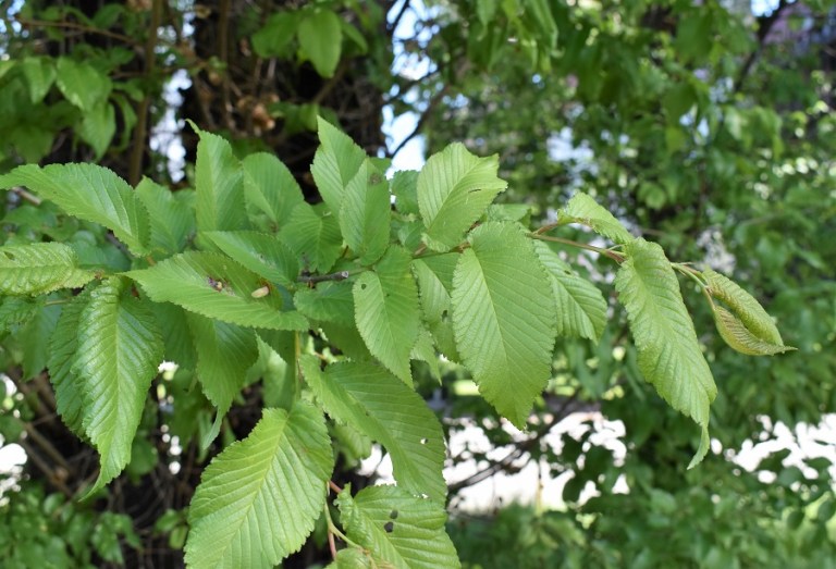 Ulmus minor – Olmo campestre | un albero al giorno