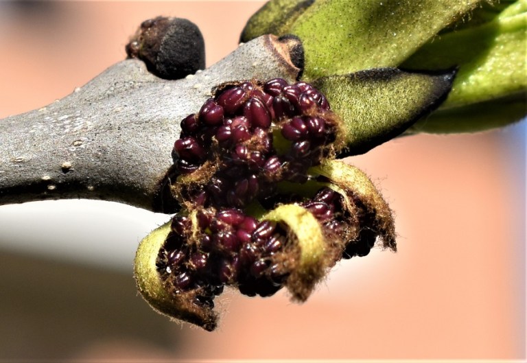 Fraxinus excelsior – Frassino maggiore | un albero al giorno