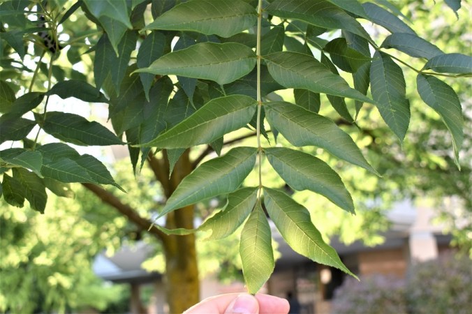 Fraxinus excelsior – Frassino maggiore | un albero al giorno