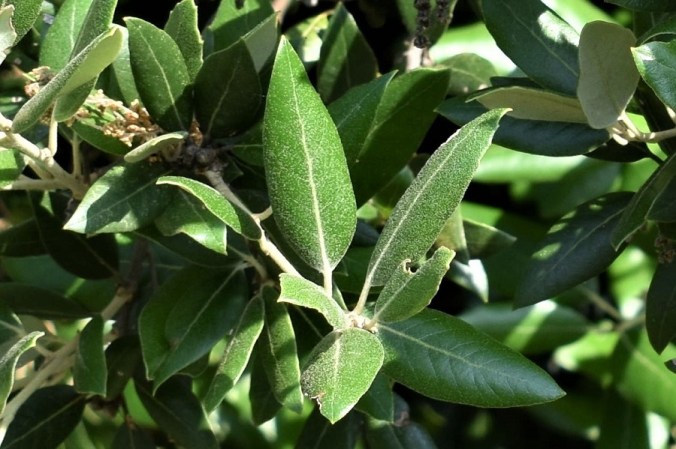 Quercus ilex – Leccio | un albero al giorno
