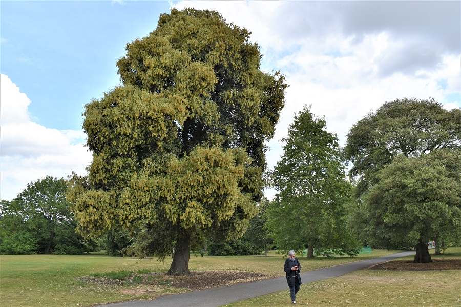 Quercus ilex – Leccio | un albero al giorno