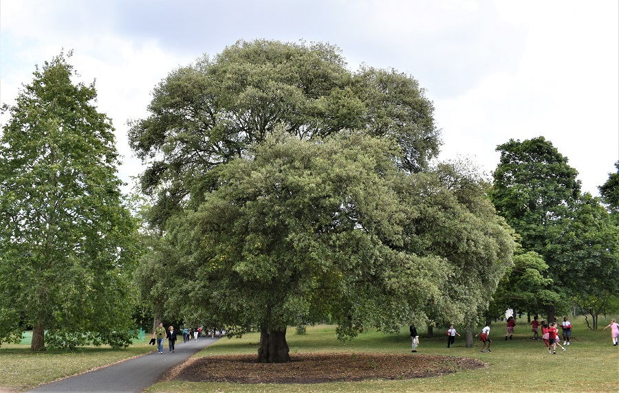 Quercus ilex – Leccio | un albero al giorno