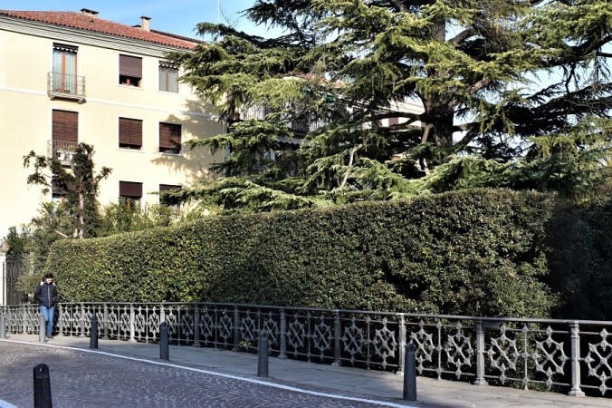 Quercus ilex – Leccio | un albero al giorno