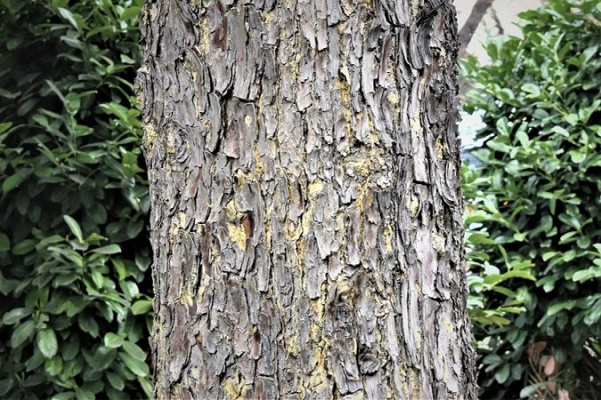 Ricerca per corteccia – Corteccia a placche desquamanti | un albero al ...