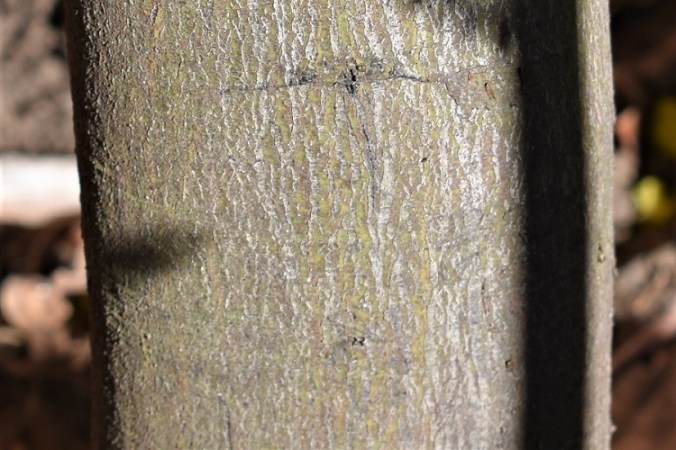 Ricerca per corteccia – Cortecce di altri colori o variopinte | un ...