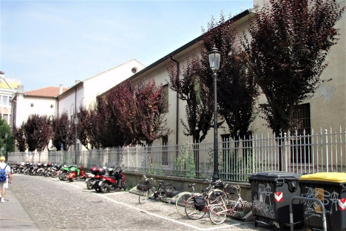 Prunus cerasifera Pissardii – Amolo di Pissard | un albero al giorno