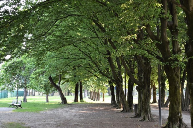 Carpinus betulus – Carpino bianco | un albero al giorno