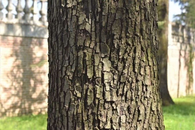 Come distinguere i Carpini | un albero al giorno