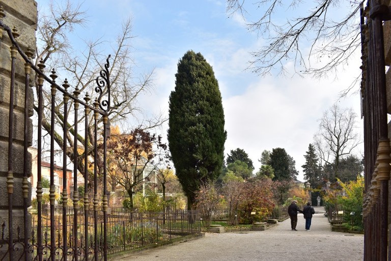 Quercus cerris – Cerro | un albero al giorno