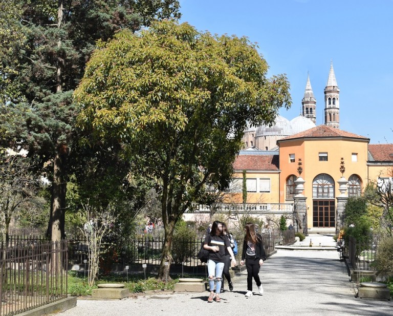 Quercus cerris – Cerro | un albero al giorno