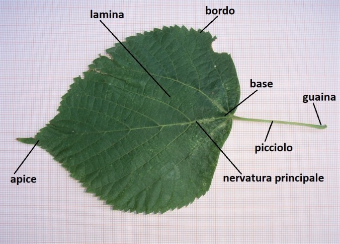 Ricerca per foglia | un albero al giorno