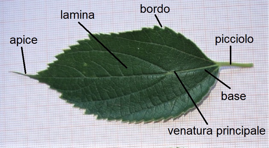 Ricerca per foglia | un albero al giorno