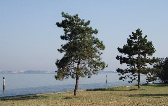 Pini: una questione di silhouette | un albero al giorno