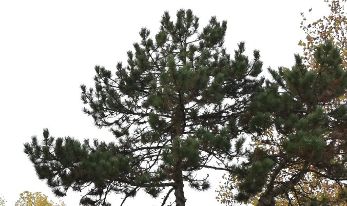 Pini: una questione di silhouette | un albero al giorno