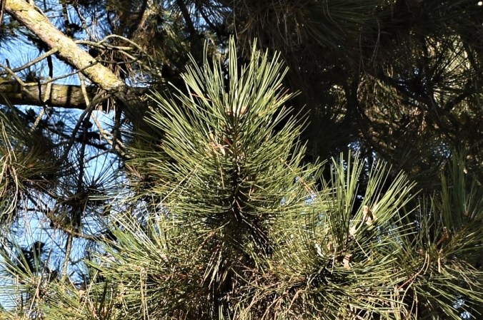 Come distinguere i Pini | un albero al giorno