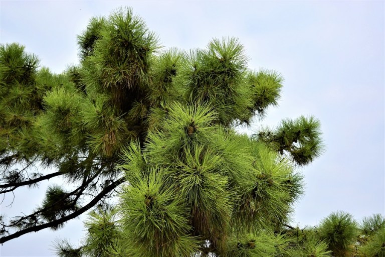 Come distinguere i Pini | un albero al giorno