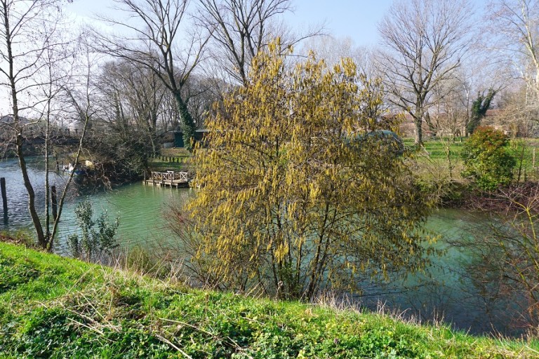 Alnus glutinosa – Ontano nero | un albero al giorno