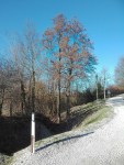 Alnus glutinosa – Ontano nero | un albero al giorno