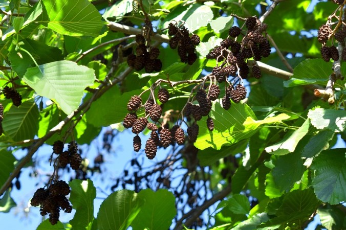 Alnus glutinosa – Ontano nero | un albero al giorno