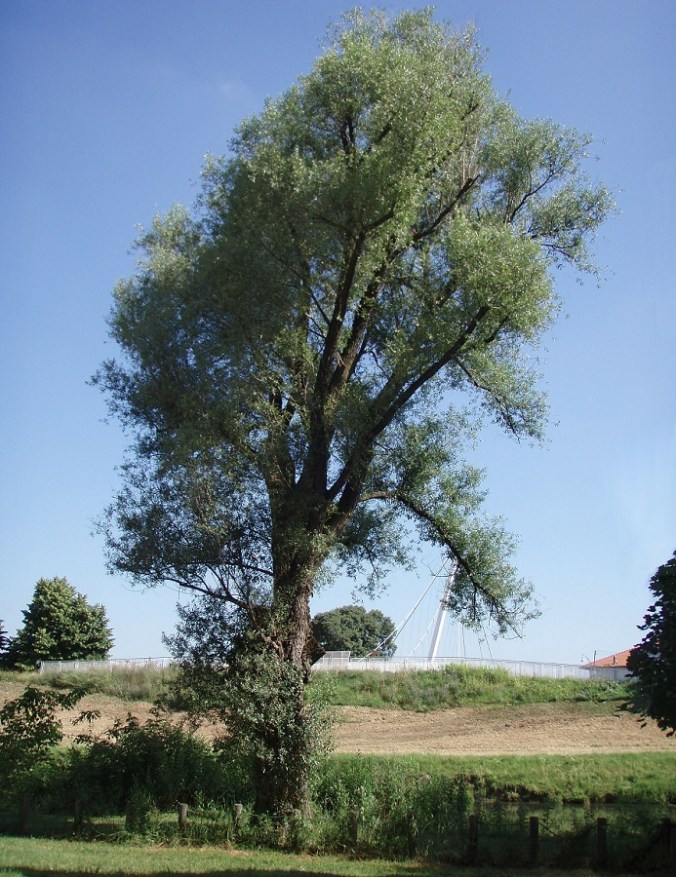 Salix alba – Salice bianco | un albero al giorno