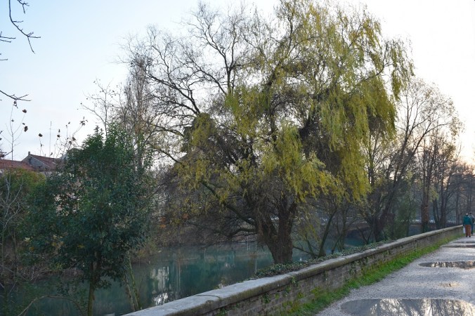 Salix matsudana Tortuosa – Salice tortuoso | un albero al giorno