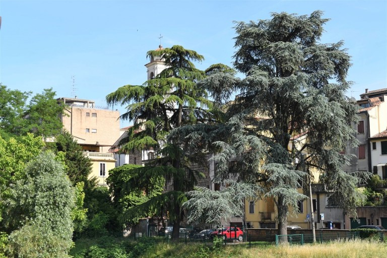 Come distinguere i Cedri | un albero al giorno