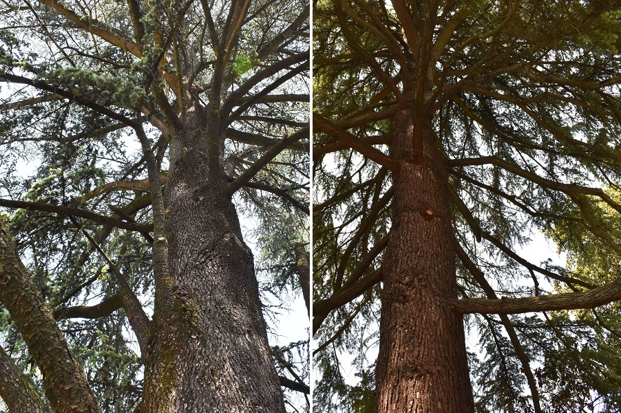Come distinguere i Cedri | un albero al giorno