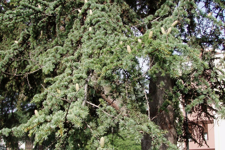 Come distinguere i Cedri | un albero al giorno