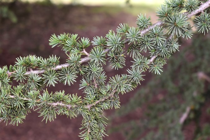 Come distinguere i Cedri | un albero al giorno