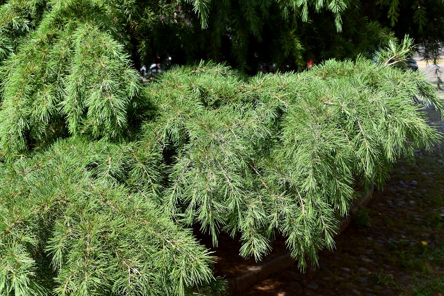 Come distinguere i Cedri | un albero al giorno