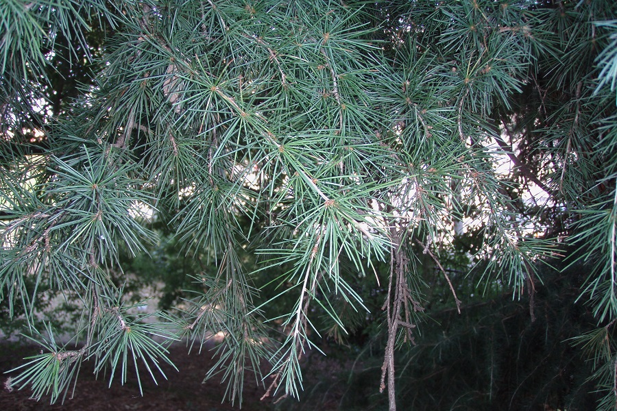 Come distinguere i Cedri | un albero al giorno