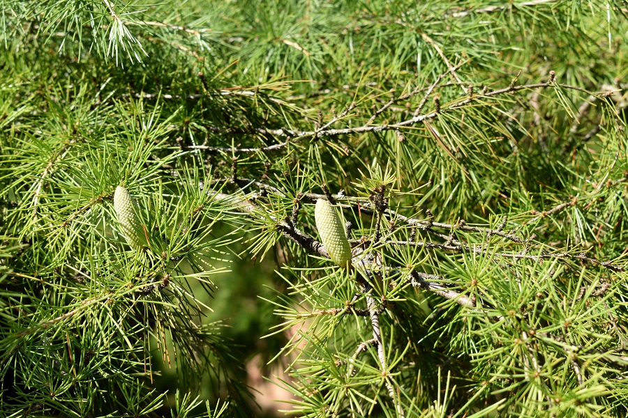 Come distinguere i Cedri | un albero al giorno
