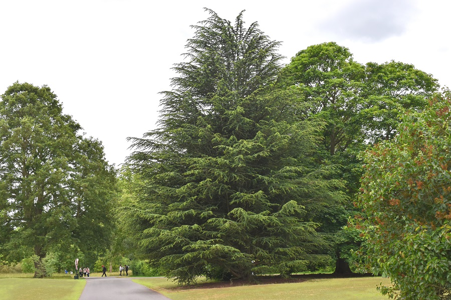 Come distinguere i Cedri | un albero al giorno