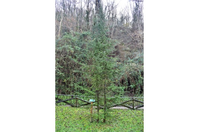 Come distinguere i Cedri | un albero al giorno