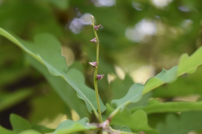 Quercus robur – Farnia | un albero al giorno