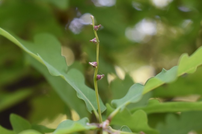 Quercus robur – Farnia | un albero al giorno