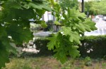 Quercus robur – Farnia | un albero al giorno