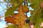 Quercus robur – Farnia | un albero al giorno
