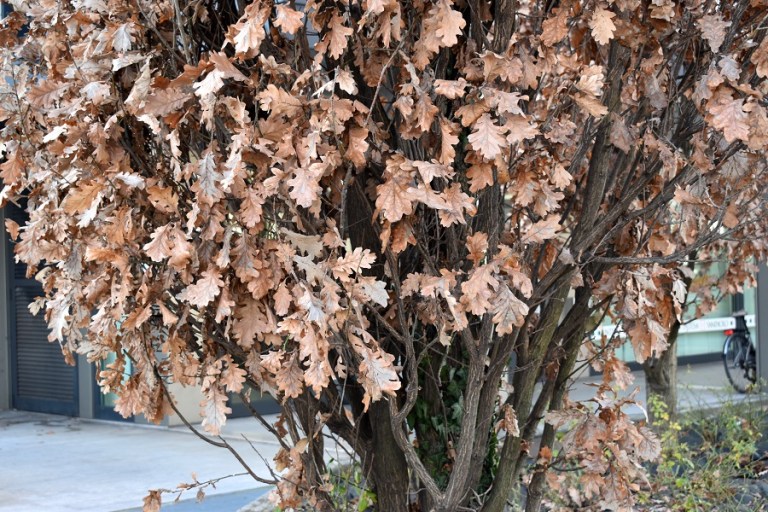 Quercus robur – Farnia | un albero al giorno