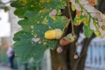 Quercus robur – Farnia | un albero al giorno