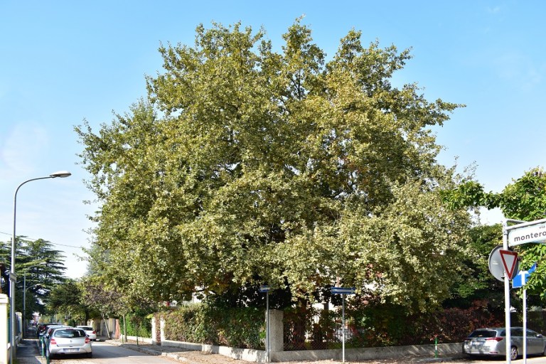 Quercus robur – Farnia | un albero al giorno