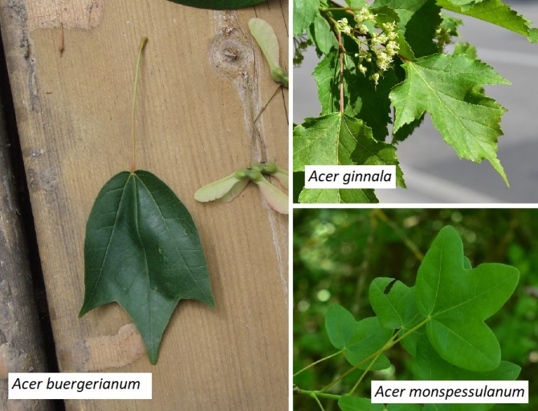 Come distinguere gli Aceri – non solo foglie a cinque lobi | un albero ...