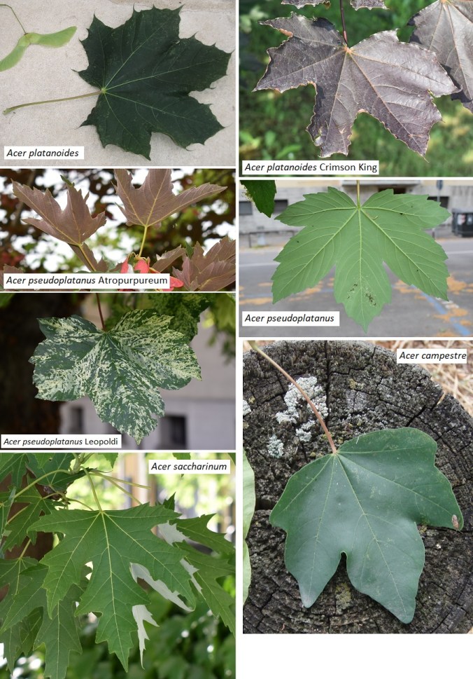 Come distinguere gli Aceri – non solo foglie a cinque lobi | un albero ...