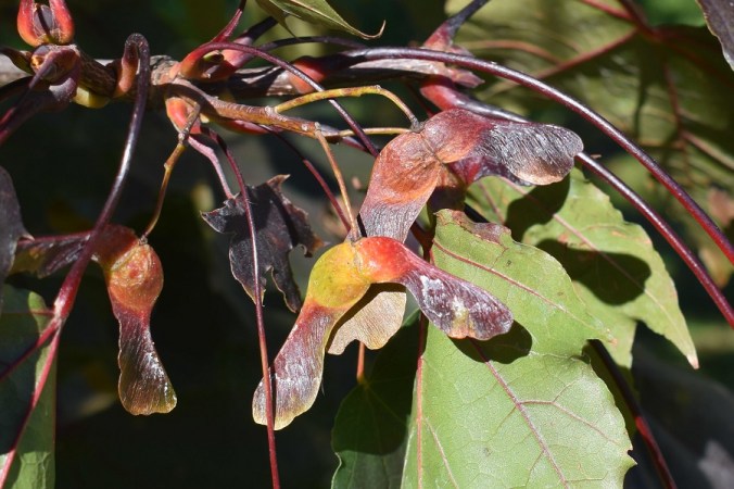 Come distinguere gli Aceri – non solo foglie a cinque lobi | un albero ...